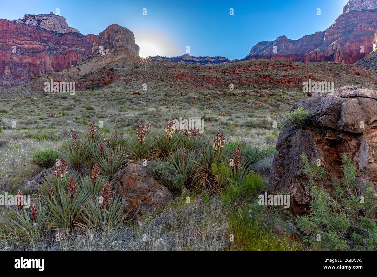 Yucca and sego lily wildflowers along the North Kaibab Trail in Grand ...