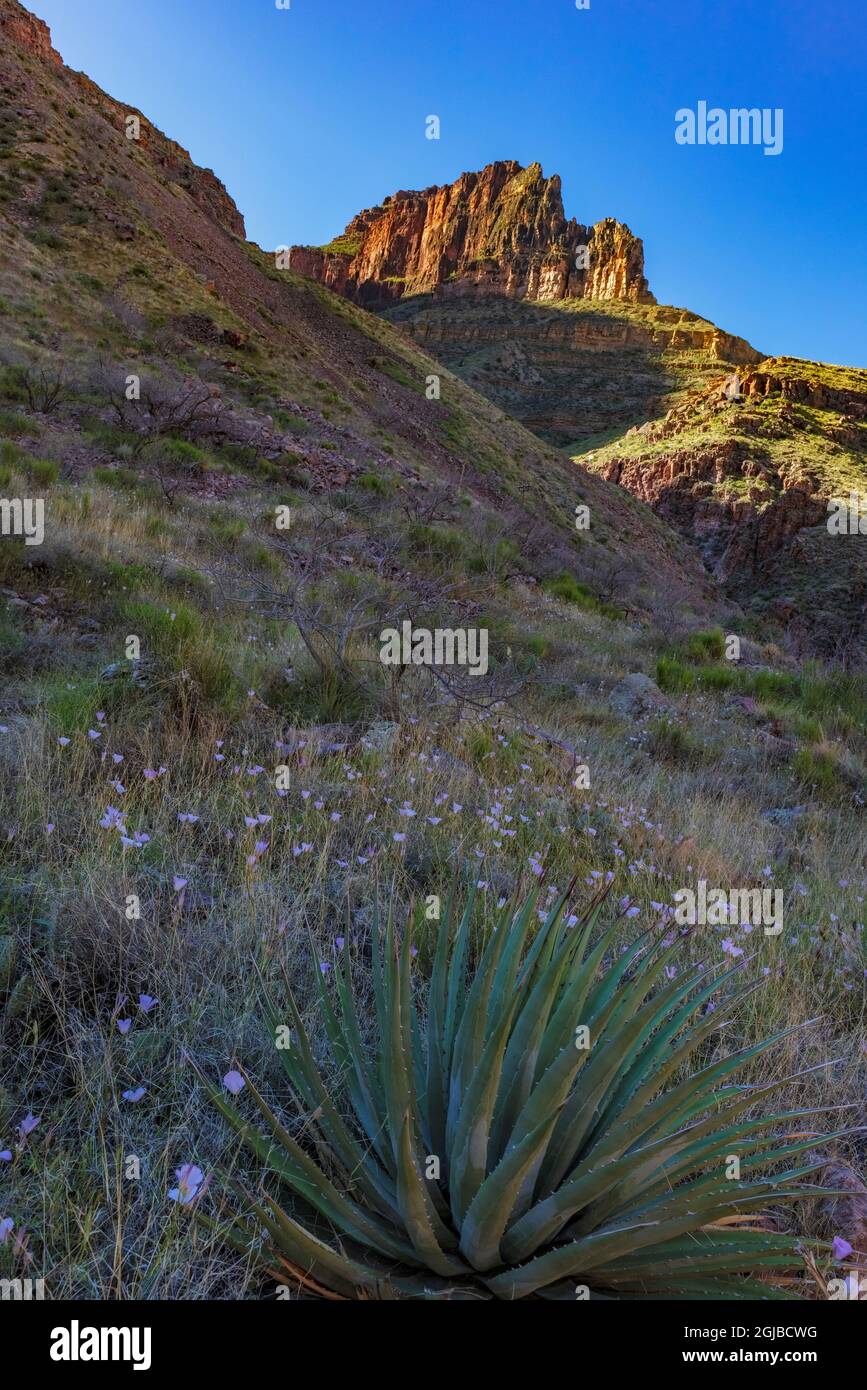 Yucca and sego lily wildflowers along the North Kaibab Trail in Grand ...