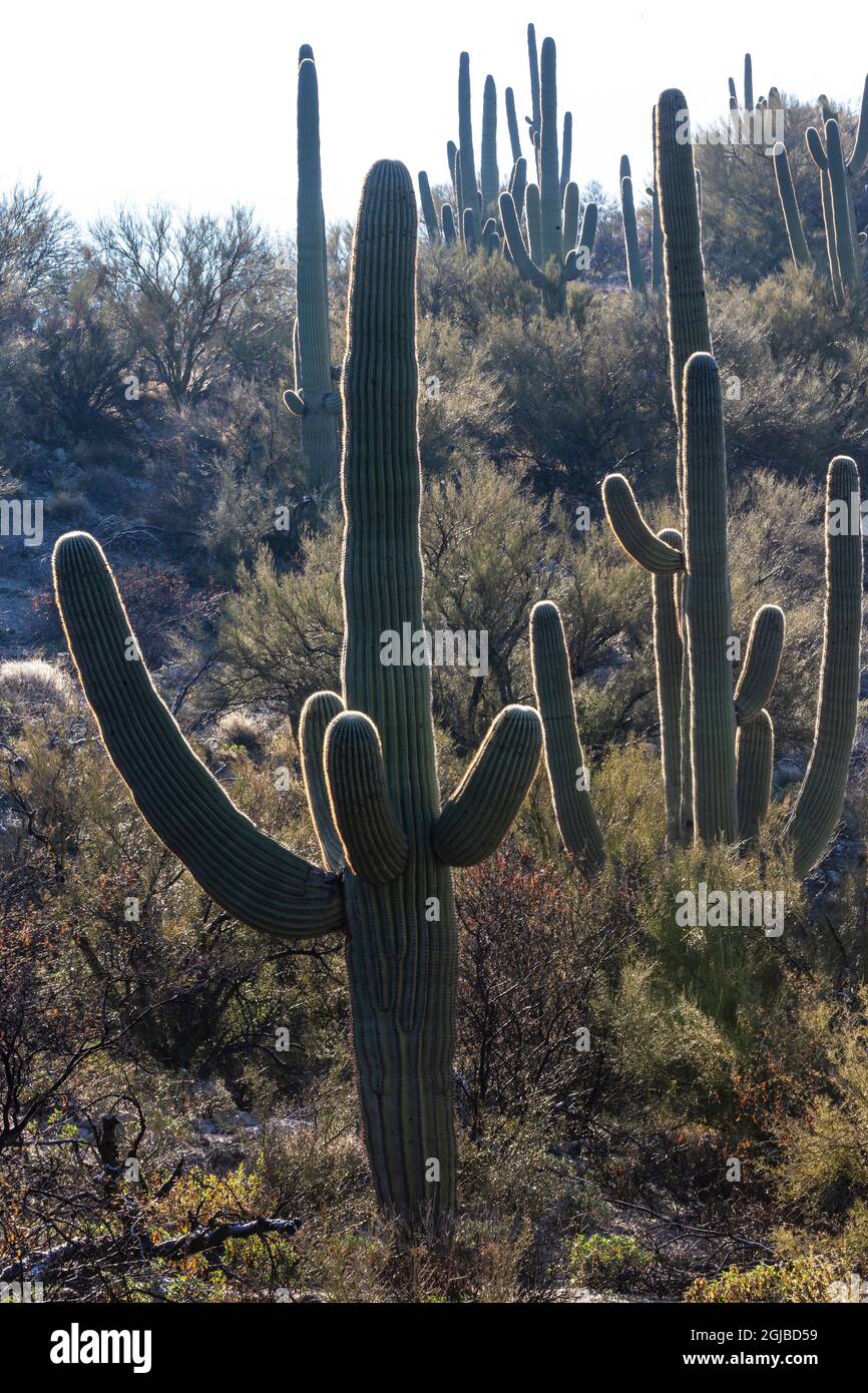 USA, Arizona, Catalina State Park, saguaro cactus, Carnegiea gigantea ...