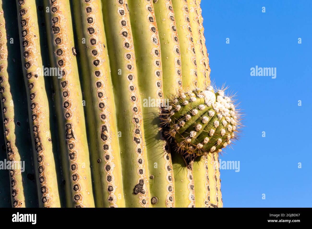 USA, Arizona, Catalina State Park, saguaro cactus, Carnegiea gigantea ...