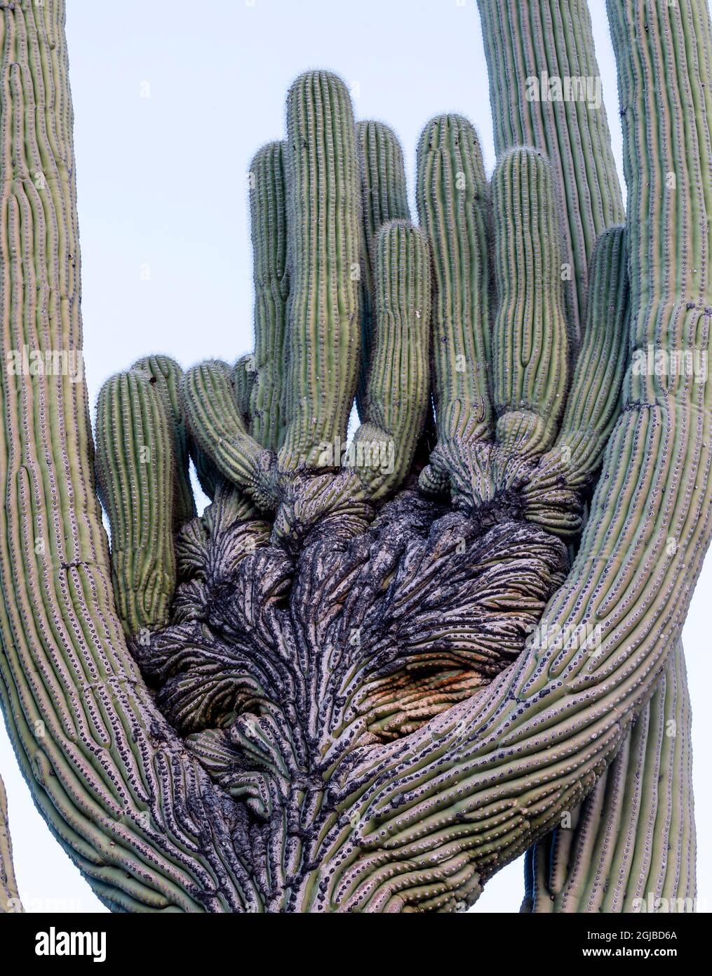USA, Arizona, Catalina State Park, saguaro cactus, Carnegiea gigantea ...