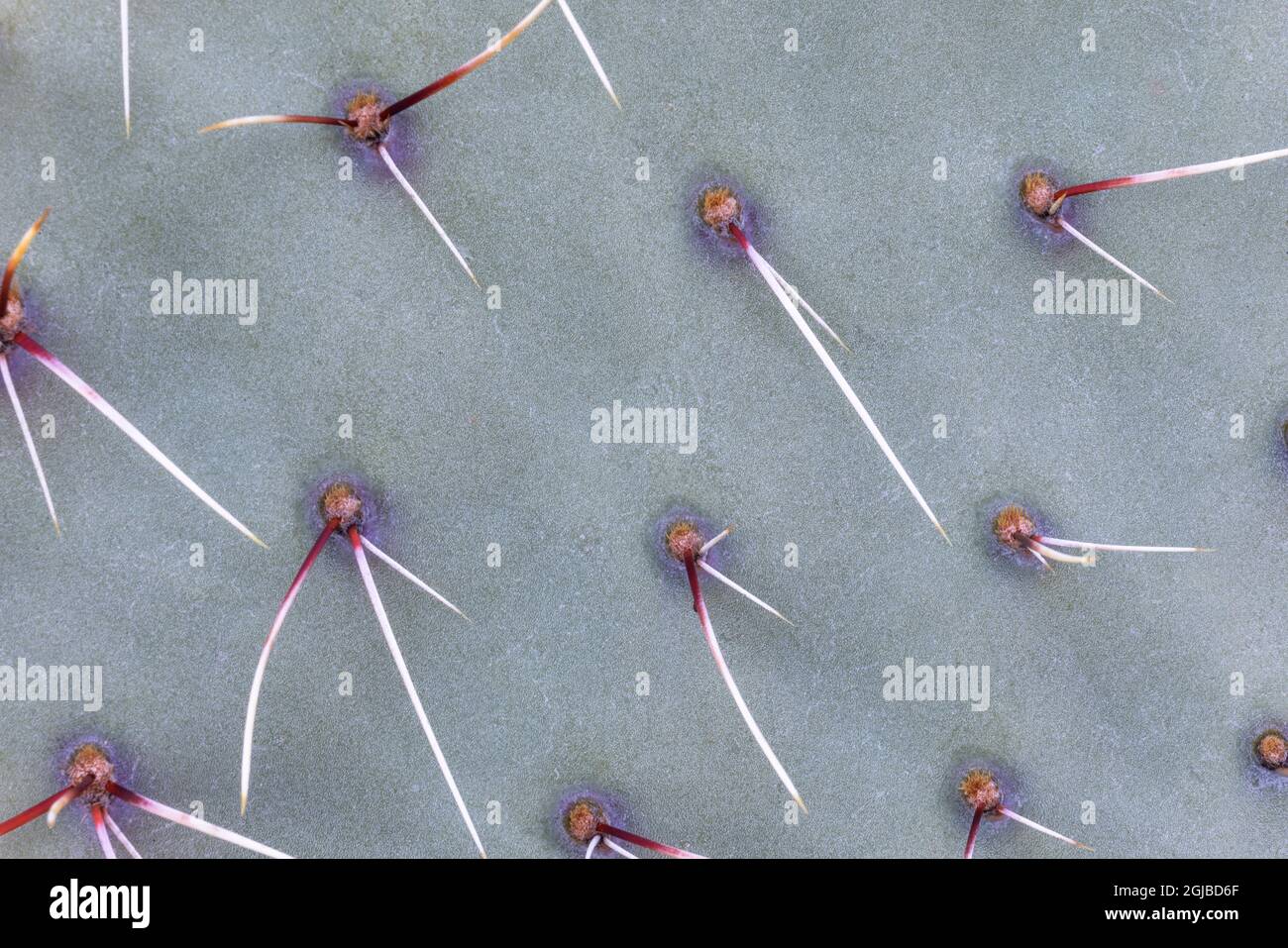 Engelmann prickly pear cactus hi-res stock photography and images - Alamy