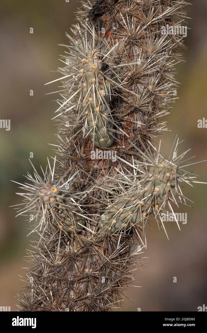 USA, Arizona, Catalina State Park, jumping cholla, Cylindropuntia ...
