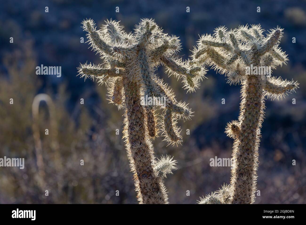 USA, Arizona, Catalina State Park, jumping cholla, Cylindropuntia ...
