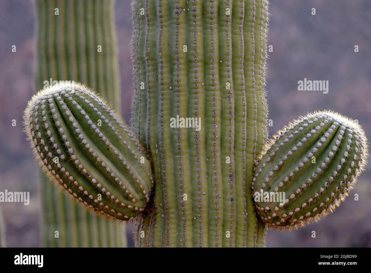 USA, Arizona, Catalina State Park, saguaro cactus, Carnegiea gigantea ...