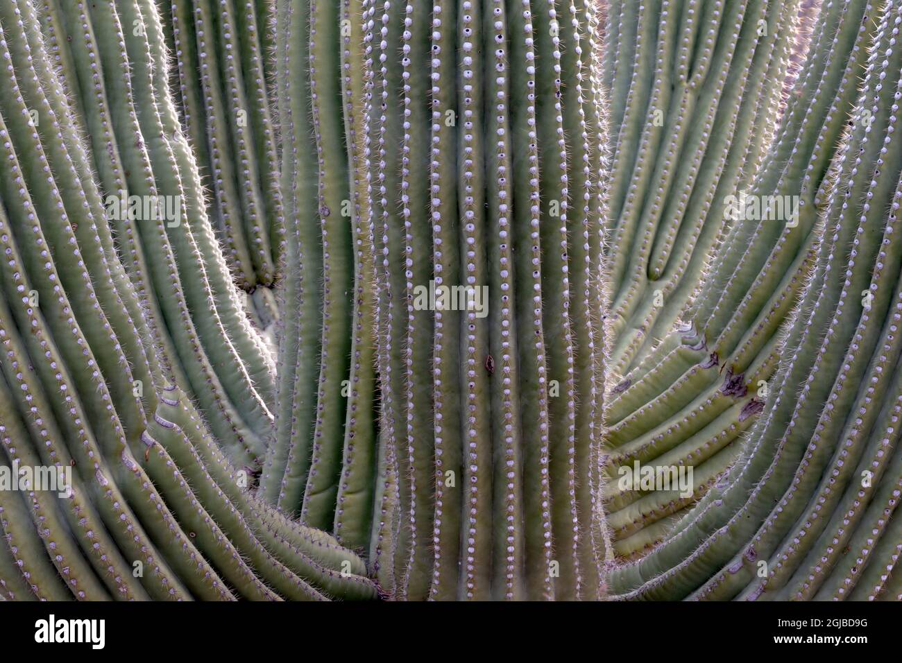 USA, Arizona, Catalina State Park, saguaro cactus, Carnegiea gigantea ...