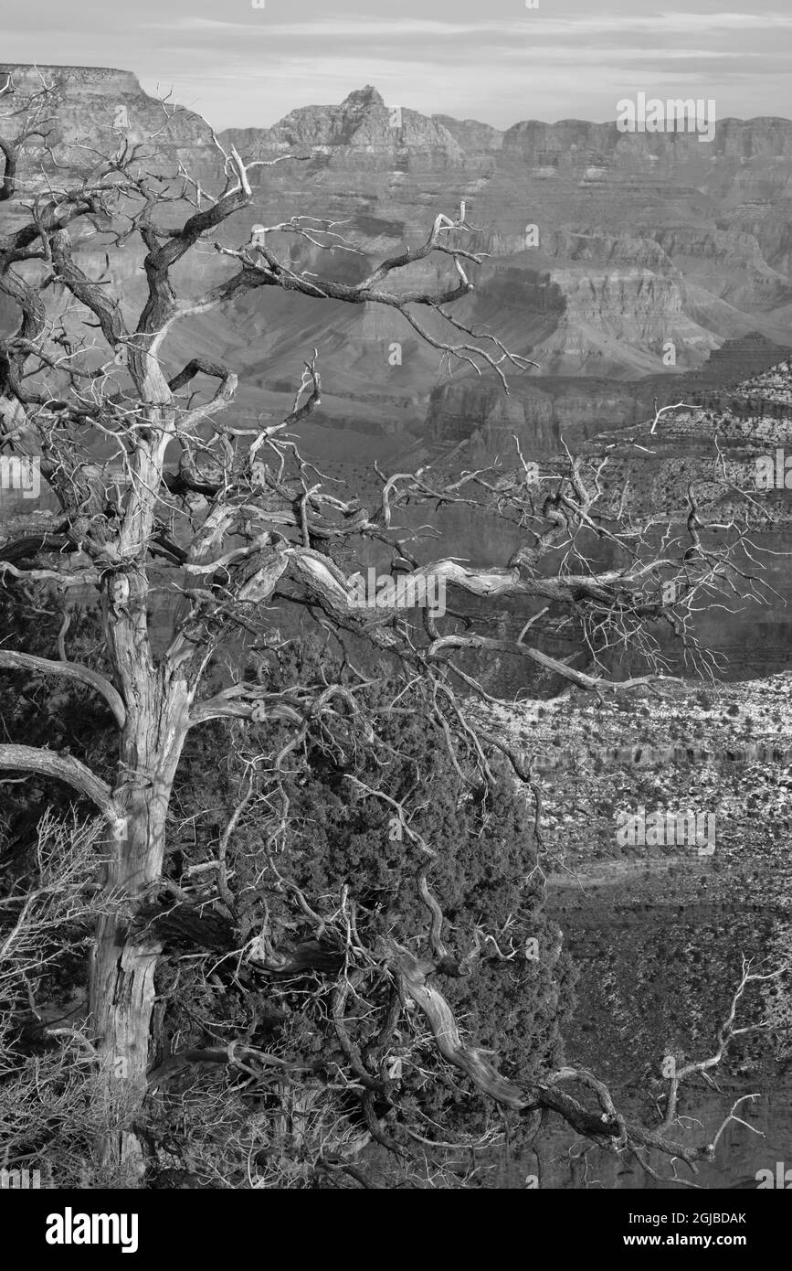 Arizona usa kaibab national Black and White Stock Photos & Images - Alamy