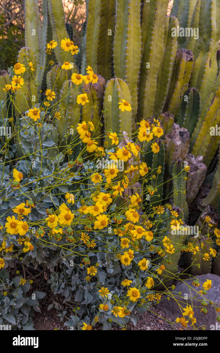 Brittlebush wildflower and Organ Pipe Cactus, Desert Botanical Gardens ...