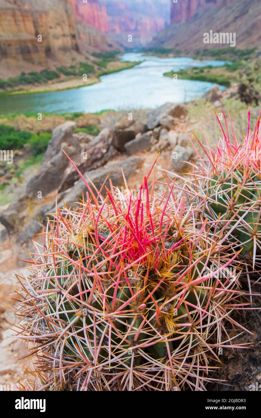 Usa, Arizona, Grand Canyon National Park. Barrel Cactus and Colorado ...