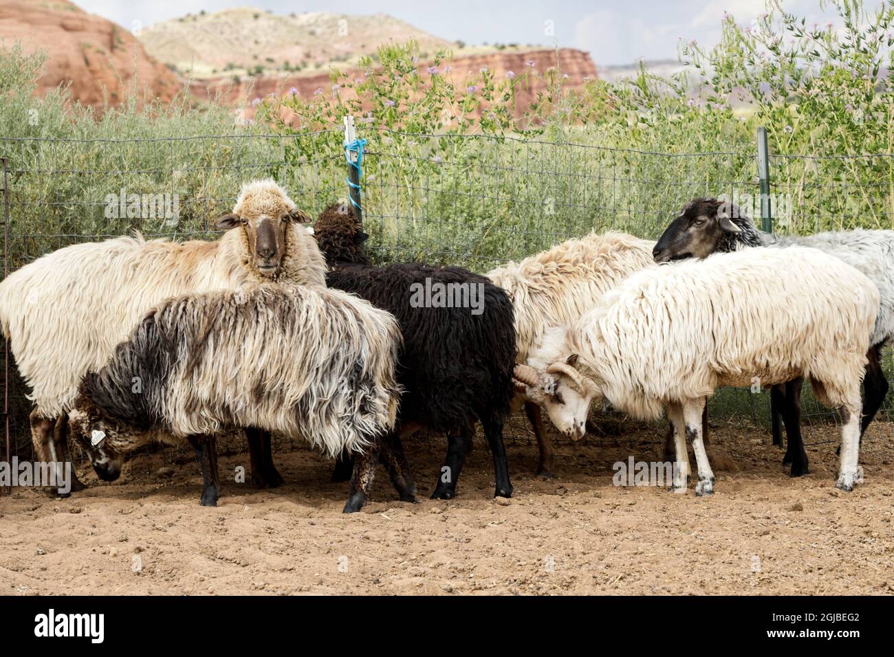 USA, Arizona. Native American, Navajo Churro sheep Stock Photo - Alamy