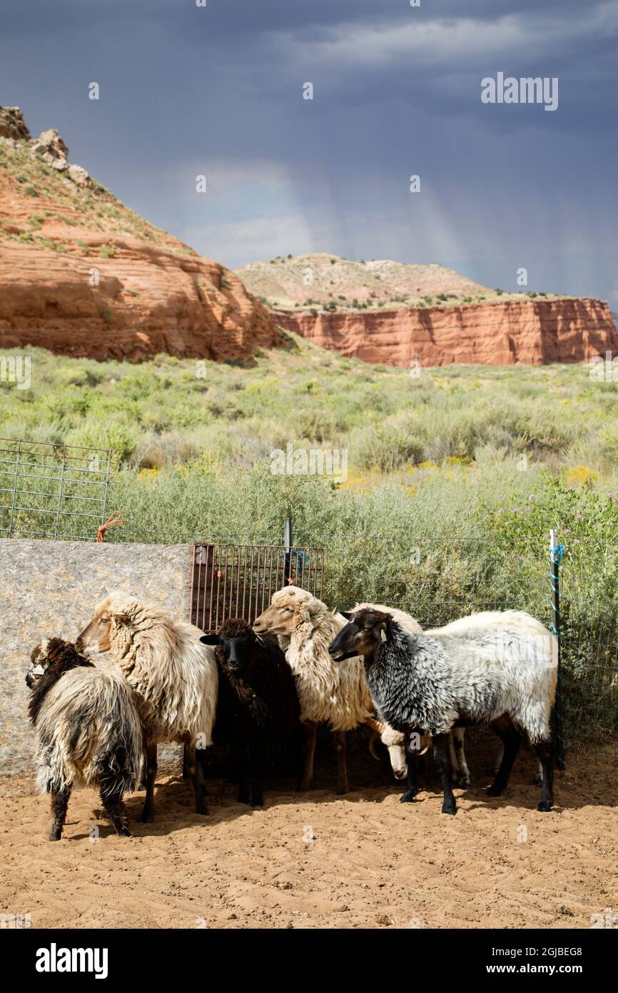 Native American, Navajo Churro sheep Stock Photo - Alamy
