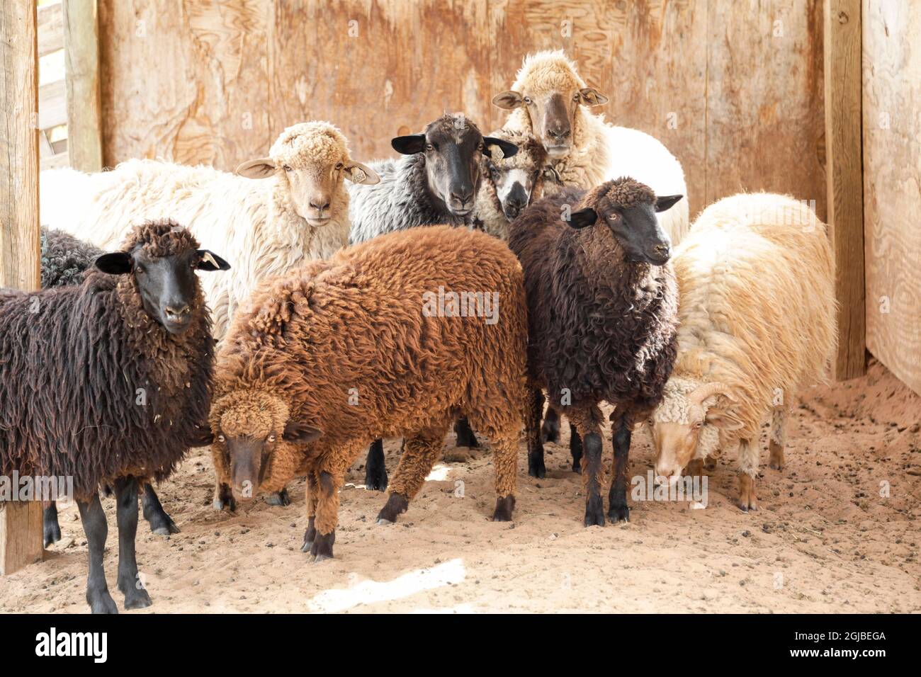 USA, Arizona. Native American, Navajo Churro sheep Stock Photo - Alamy