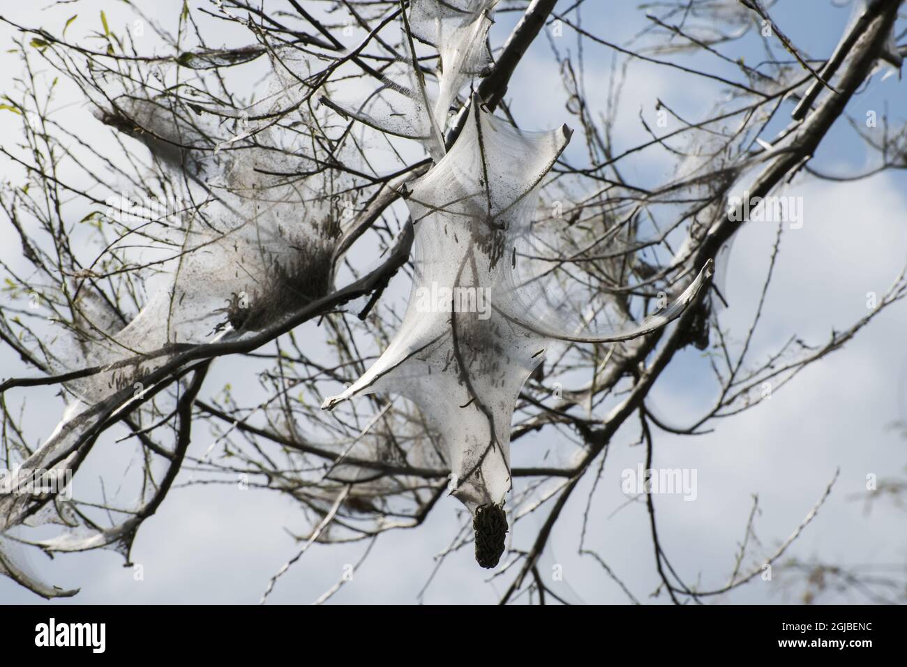 Ermine moth Yponomeutidae larva insect weave butterfly trees Foto: Lars ...