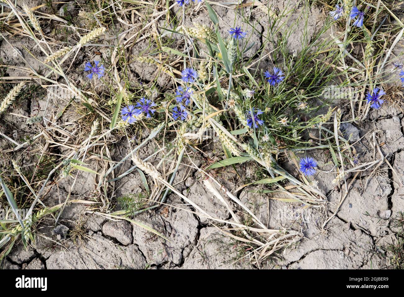Taby 20180709 A blighted wheat field i Taby, Central Sweden, on July 9 ...