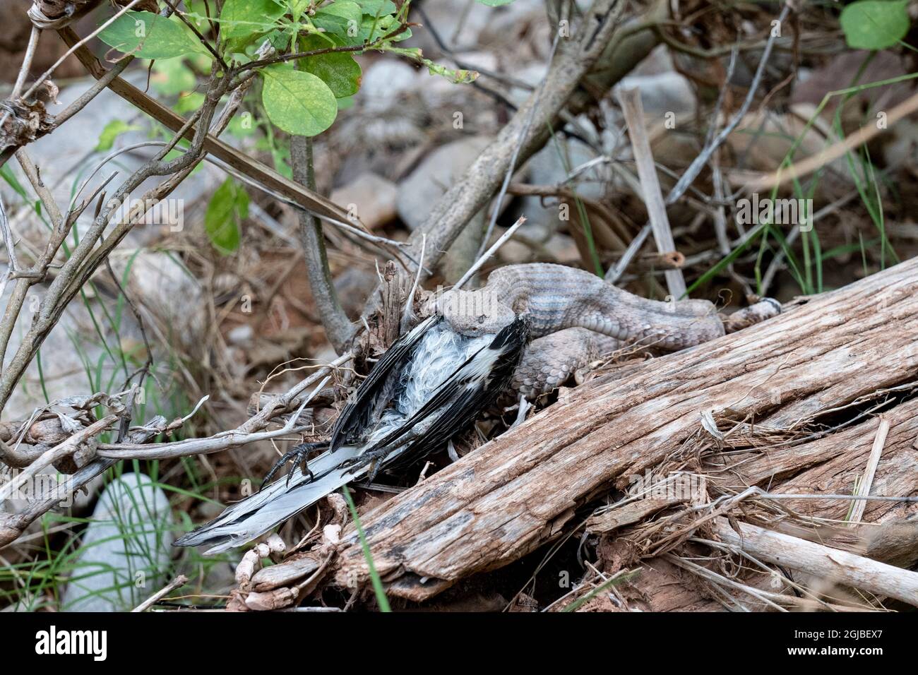 Crotalus abyssus hi-res stock photography and images - Alamy