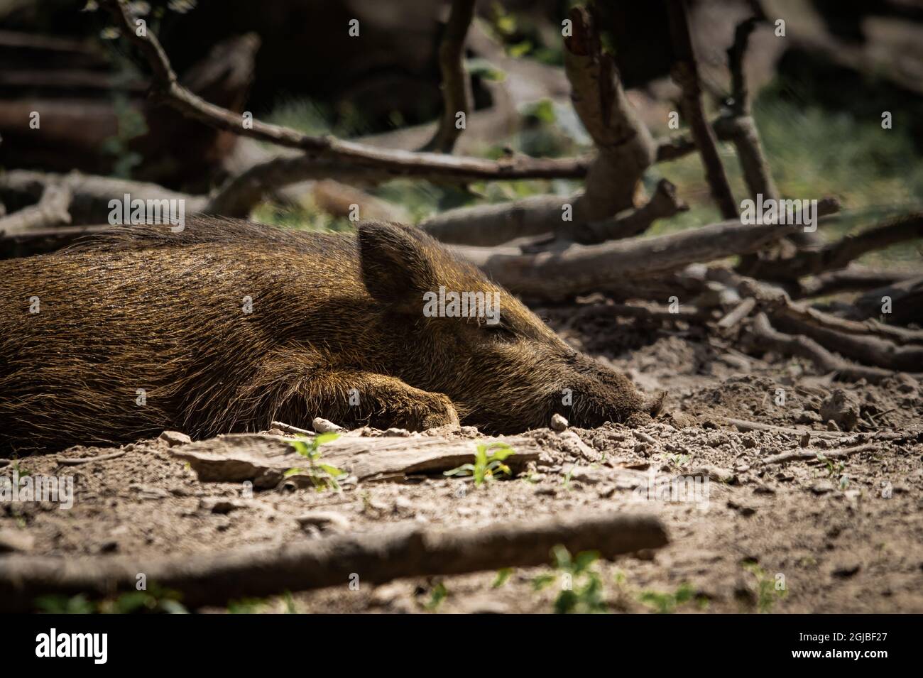 Cute sleeping wild boar on the ground Stock Photo - Alamy