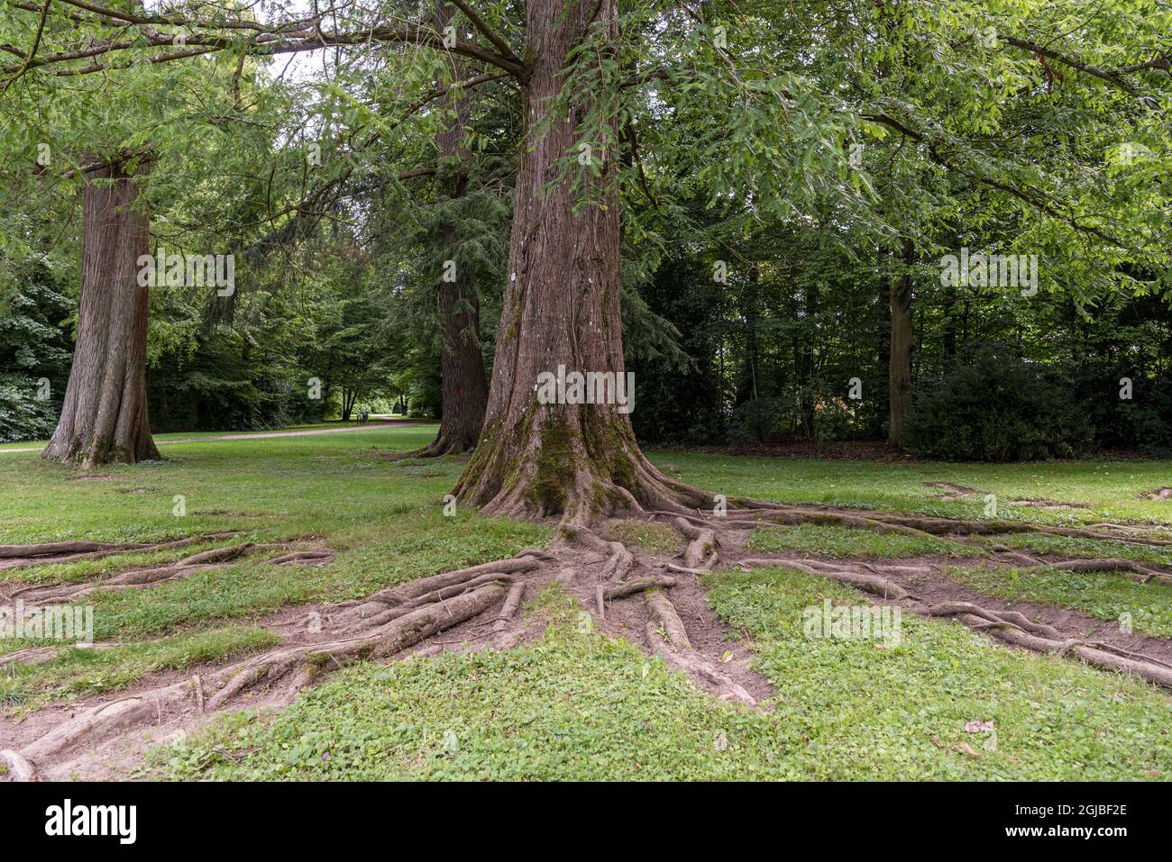 Tree with surface roots in a park Stock Photo - Alamy