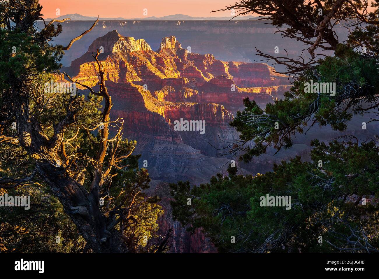 juniper trees on the north rim of the Grand canyon, Arizona Stock Photo ...