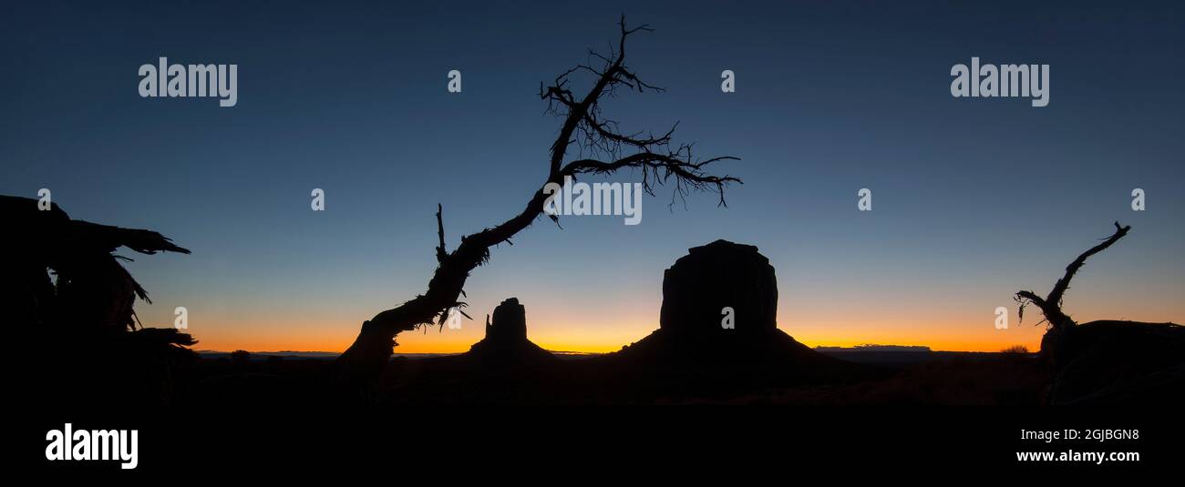 A lone desert tree Stock Photo - Alamy