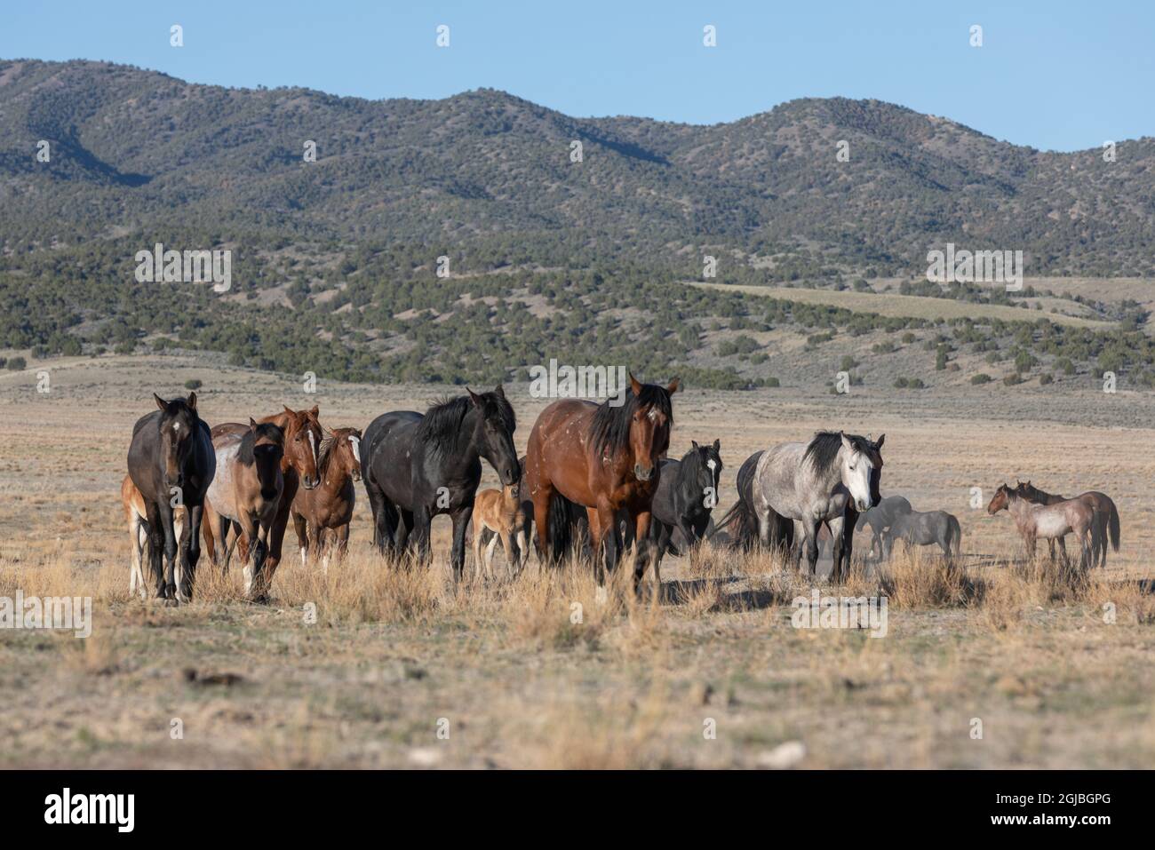 Wild Horses in the Utah Desert Stock Photo - Alamy
