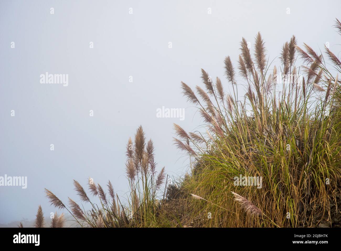 USA, California. Big Sur, roadside grasses Stock Photo - Alamy