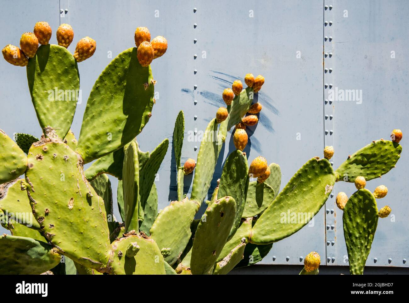 USA, Southern California. Barstow, prickly pear cactus in front of old ...