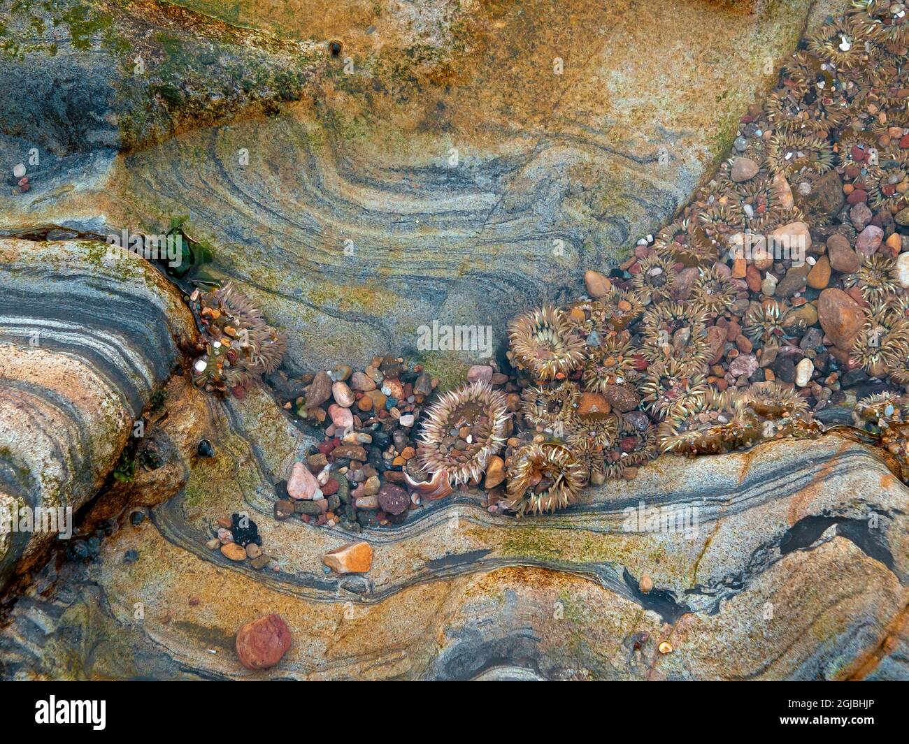 Tidal Pool, Point Lobos, California Stock Photo - Alamy