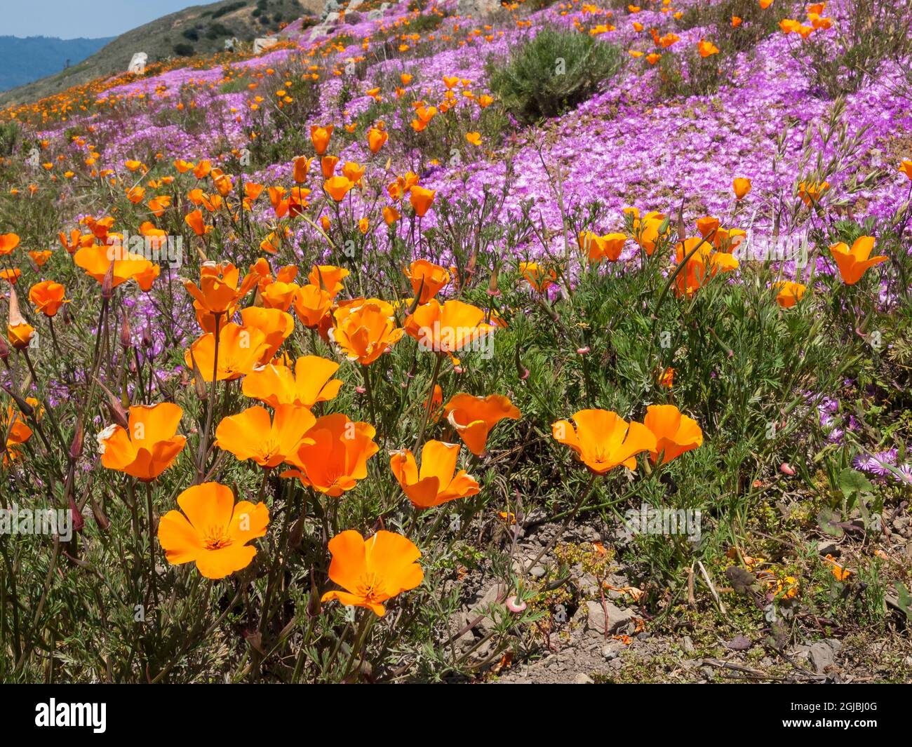 California Poppies, Big Sur, California, USA Stock Photo - Alamy