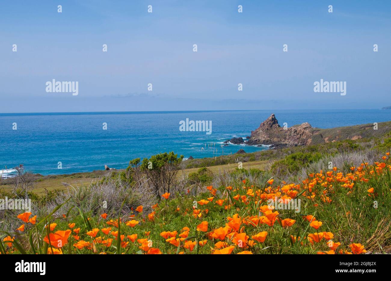 California Poppies, Big Sur, California, USA Stock Photo - Alamy
