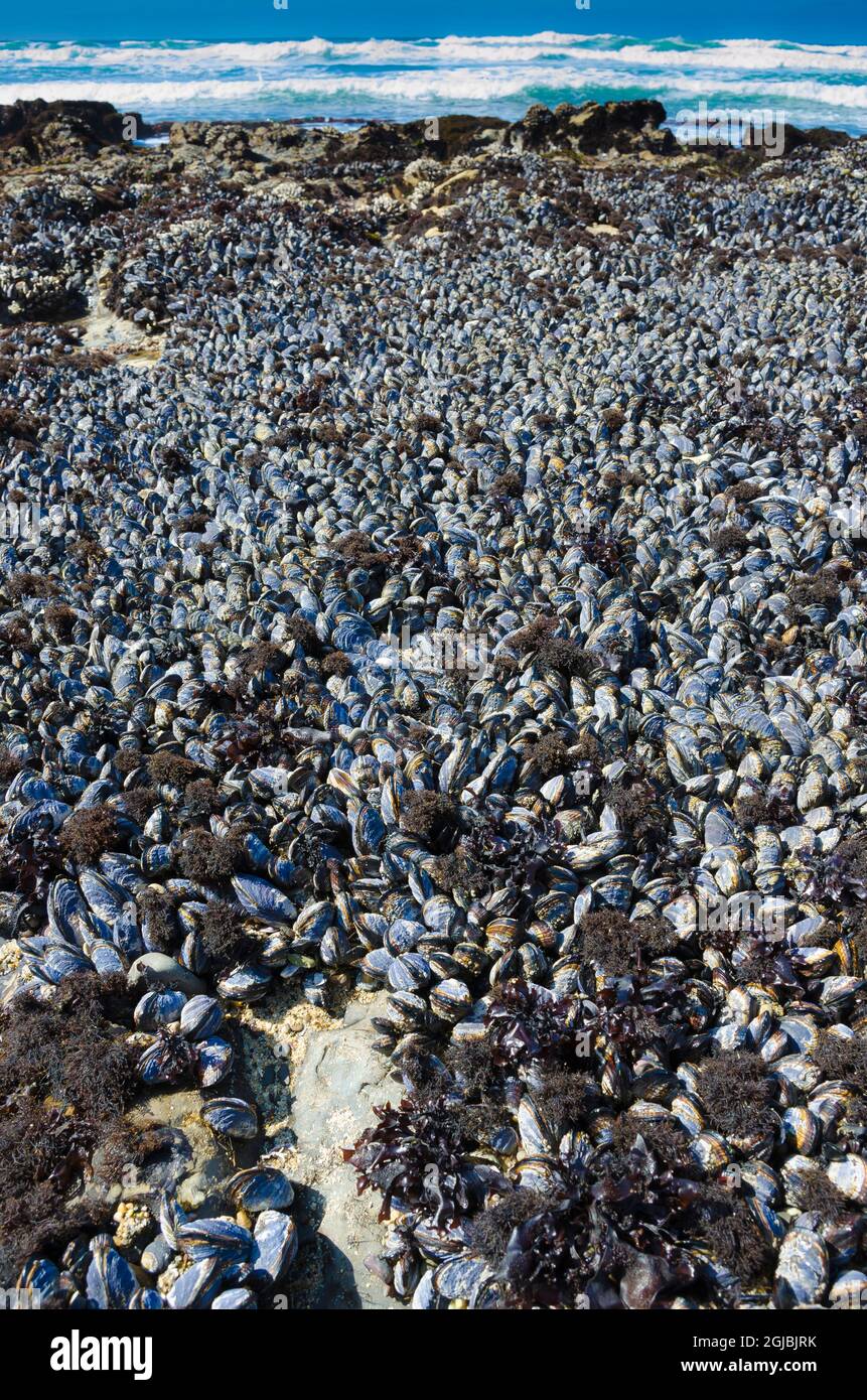 Mussel Colonies in Fitzgerald Marine Reserve, California, USA Stock ...