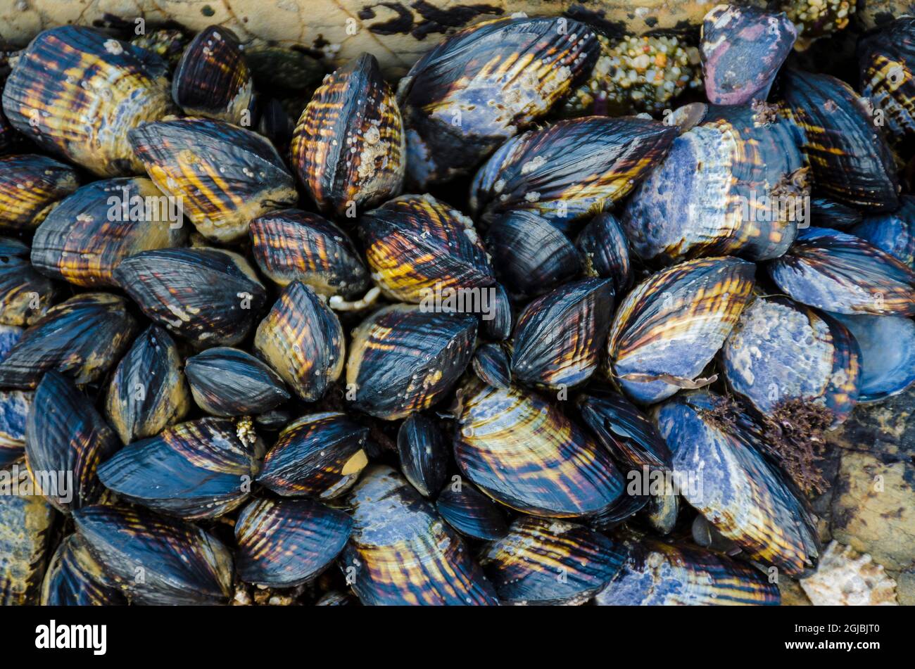 Mussel Colonies in Fitzgerald Marine Reserve, California, USA Stock ...