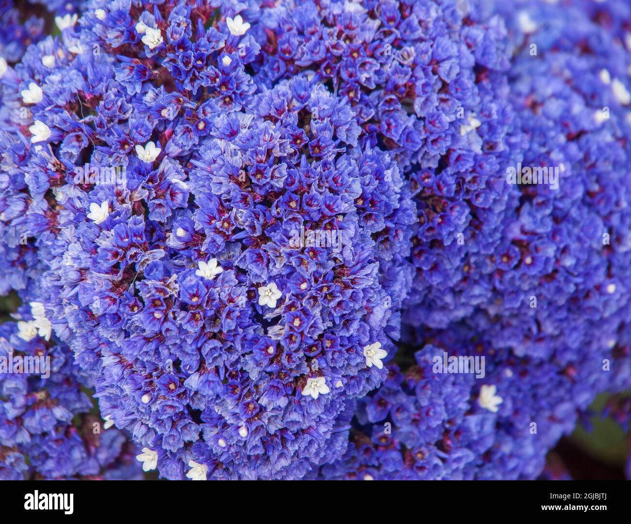Blue flower cluster hi-res stock photography and images - Alamy
