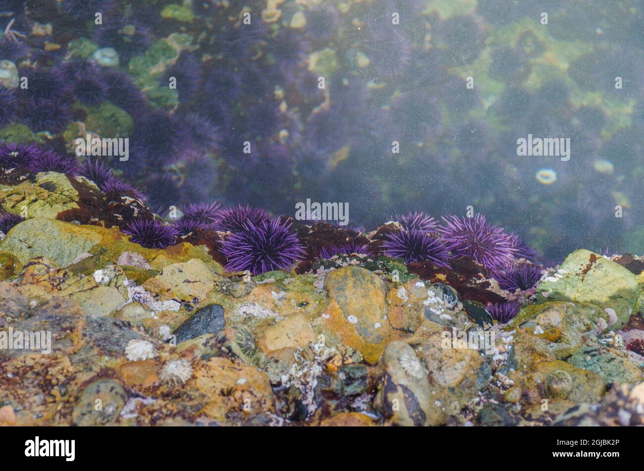 Purple sea urchins hi-res stock photography and images - Alamy