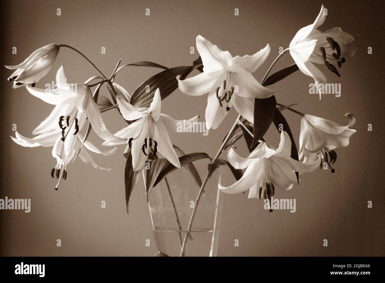 Sepia tone Lily Stock Photo - Alamy
