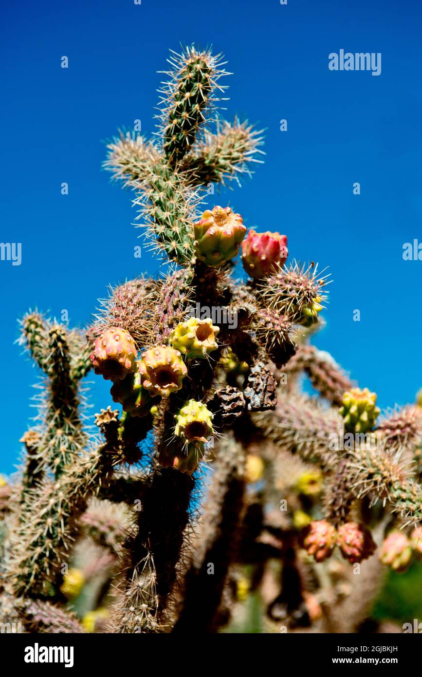USA, California. China Ranch Date Farm, cactus Stock Photo - Alamy