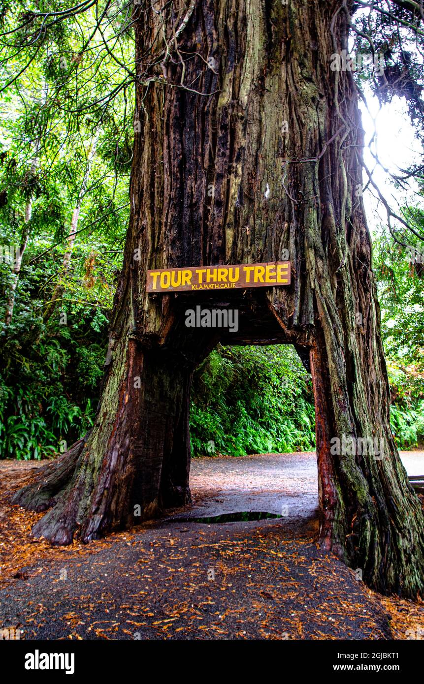 Tour thru tree hi-res stock photography and images - Alamy