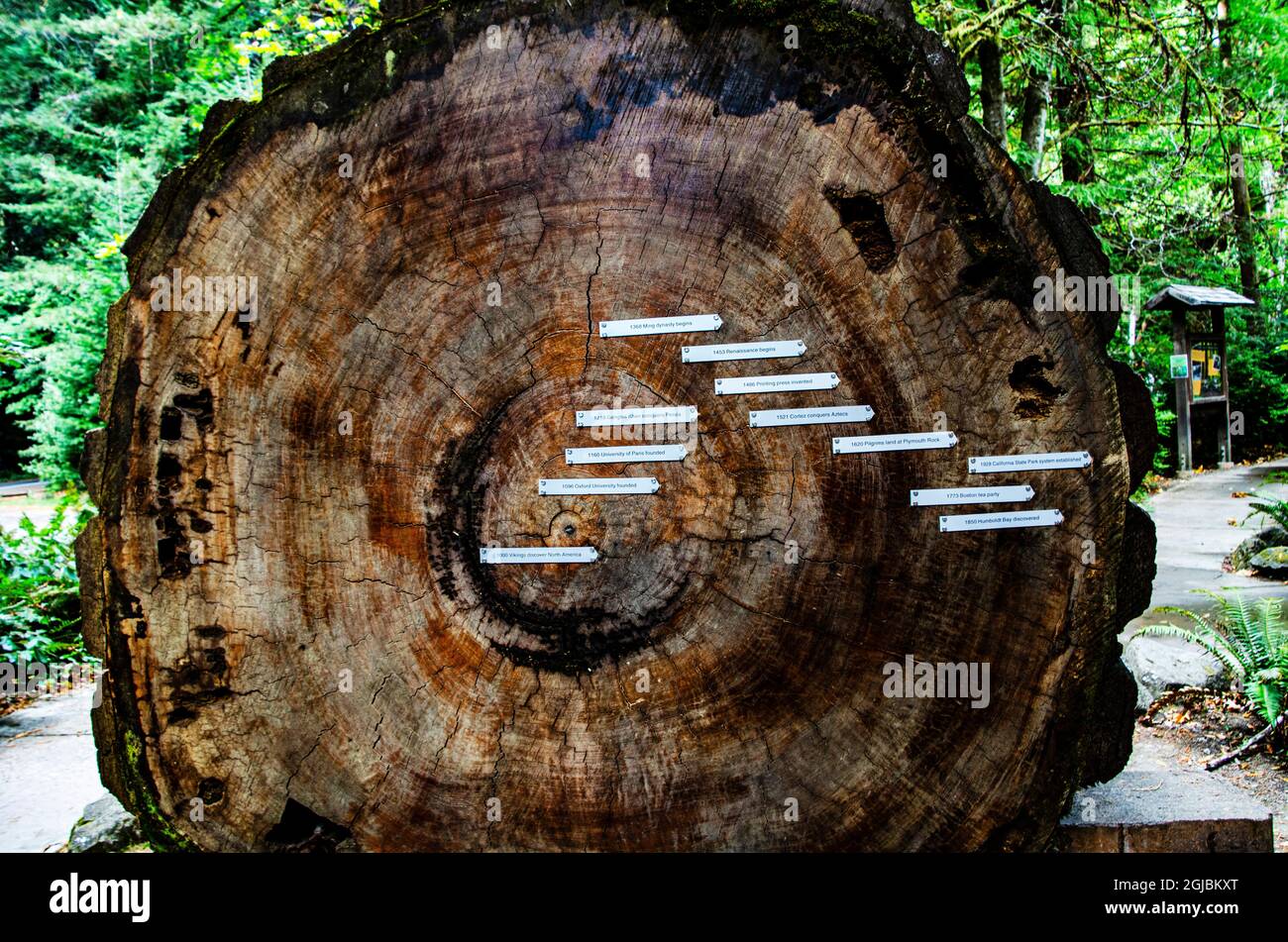 Tree Rings Show History