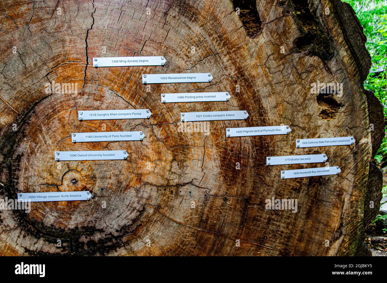 Tree Rings Dating