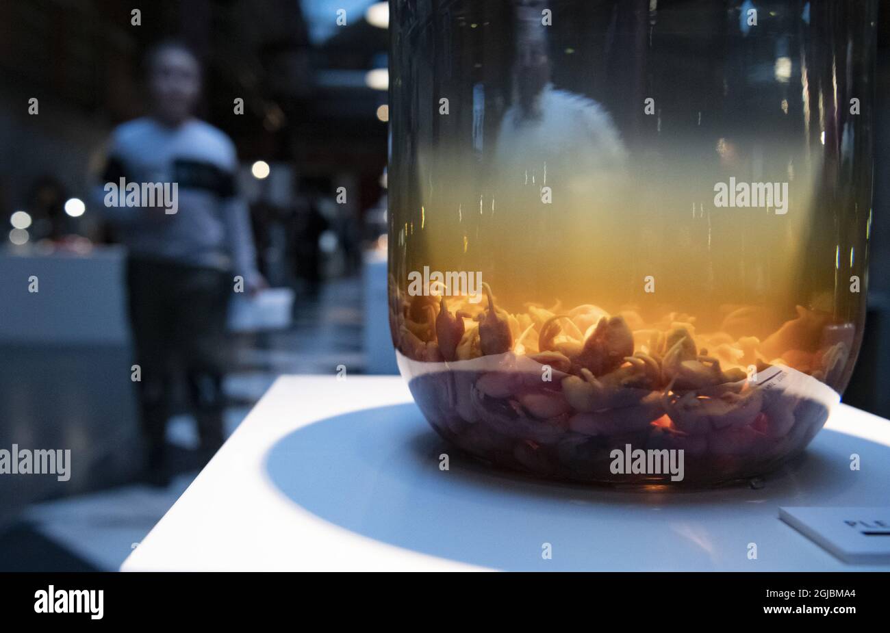 Mouse wine is displayed at the Disgusting Food Museum in Malmo, Sweden November 4, 2018 ...