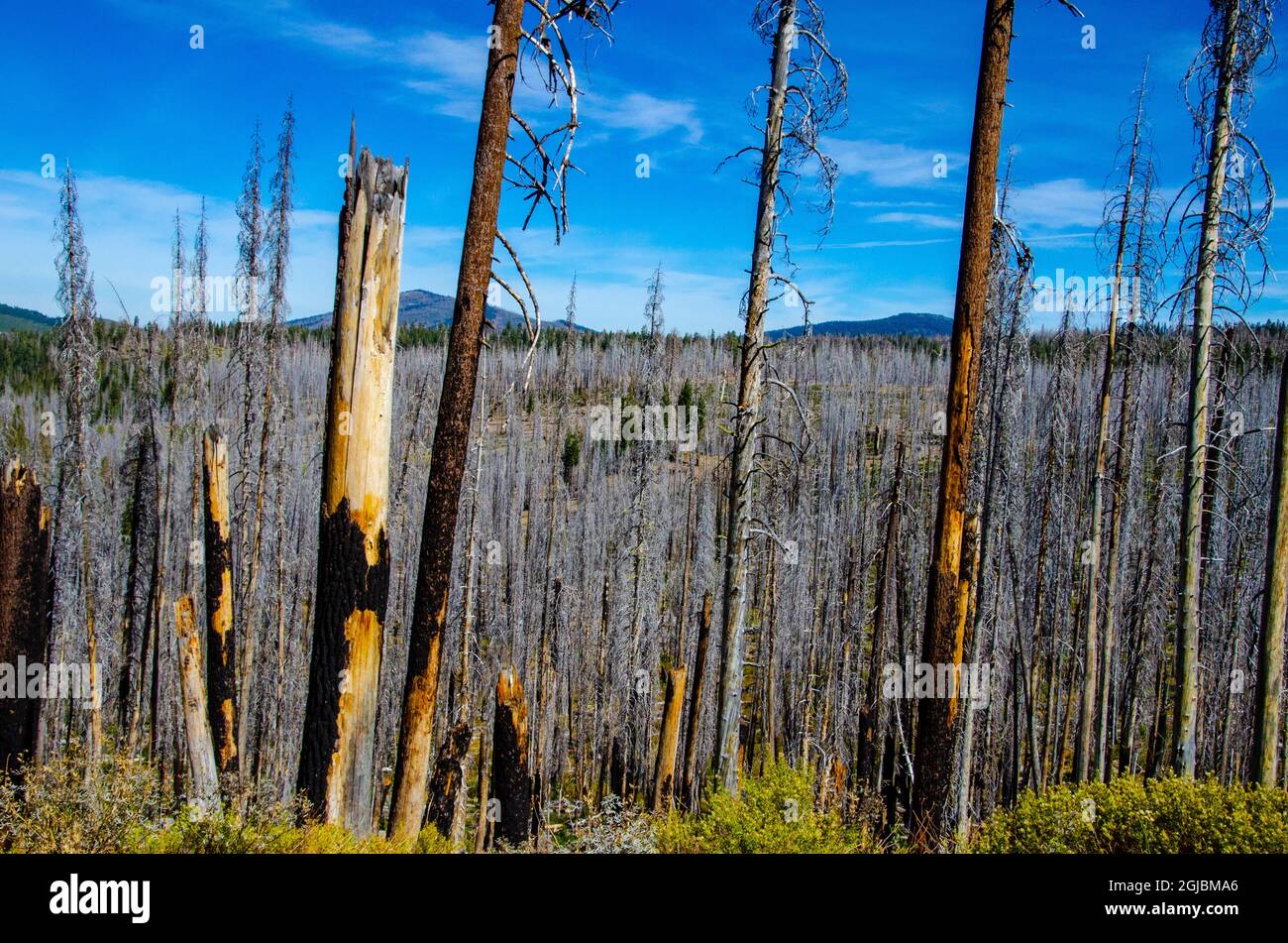 USA, California. Lassen Volcanic National Park, 2012 Reading Forest ...