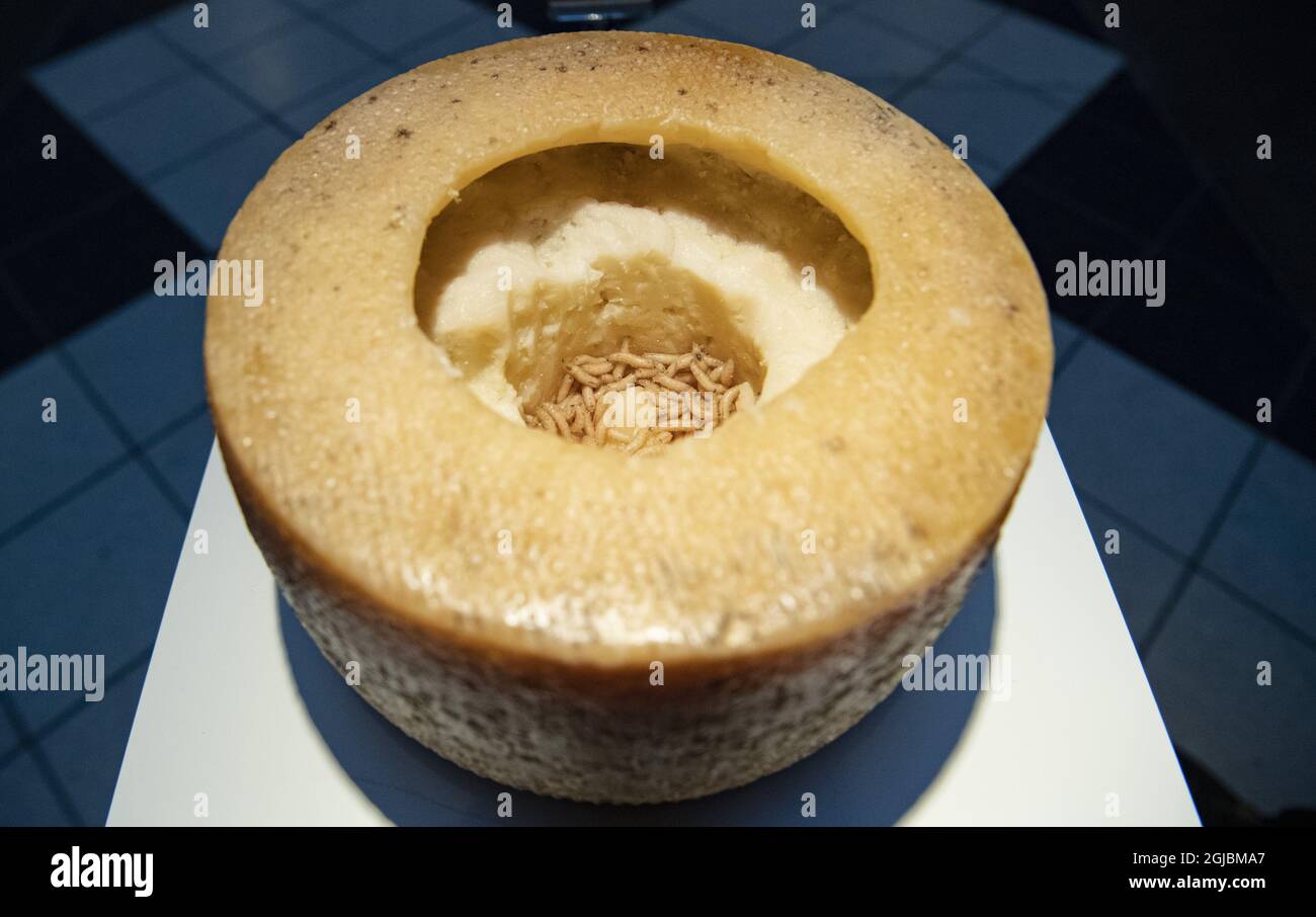 Casu marzu – maggot-infested cheese from Sardinia is displayed at the ...