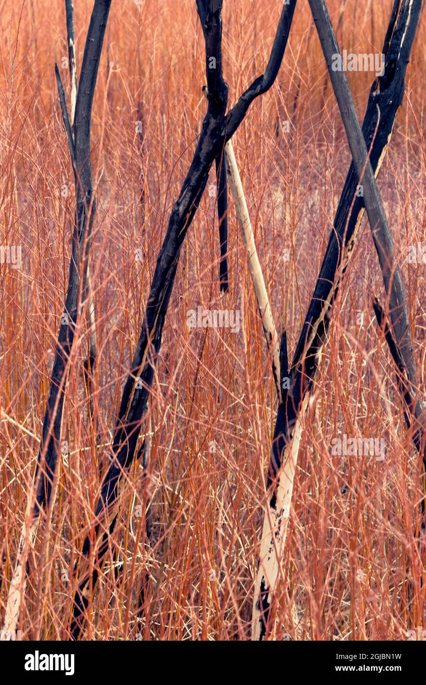 Willows california hi-res stock photography and images - Alamy