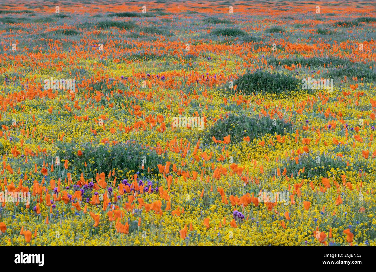 USA, California, Mojave Desert. California poppy super bloom. Credit as ...