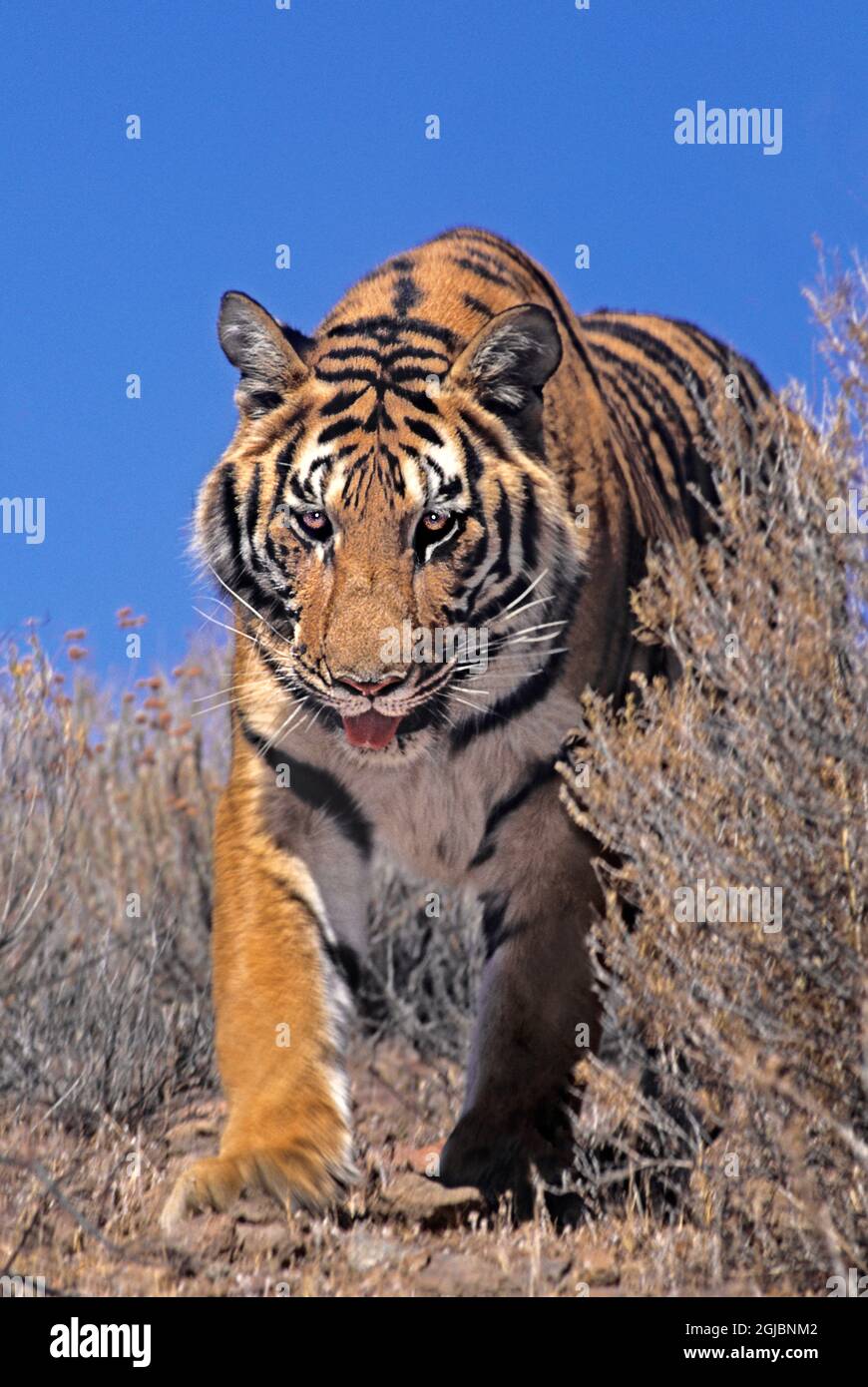 USA, California, Wildlife Waystation. Endangered adult Bengal tiger at ...