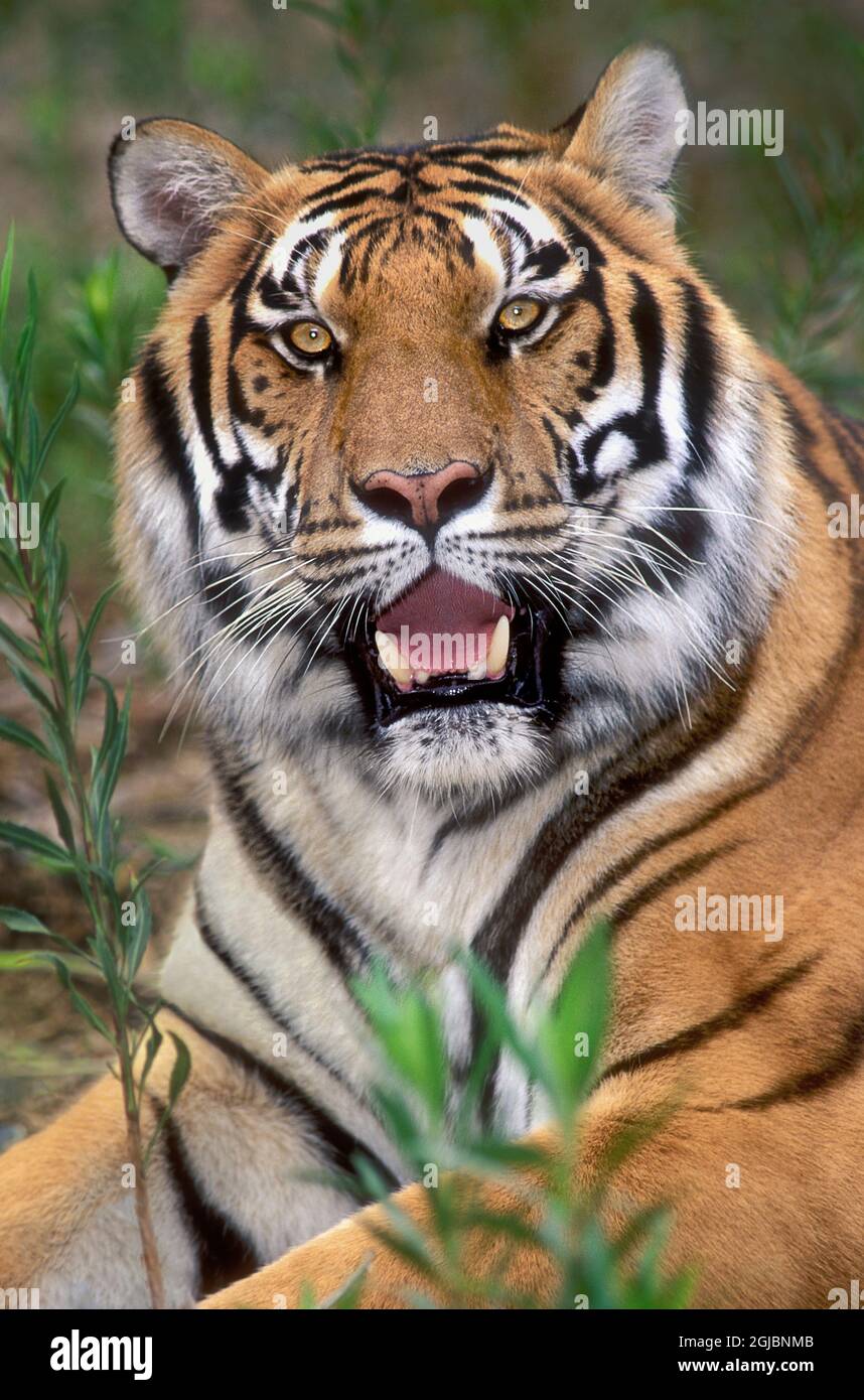 Adult siberian tiger hi-res stock photography and images - Alamy