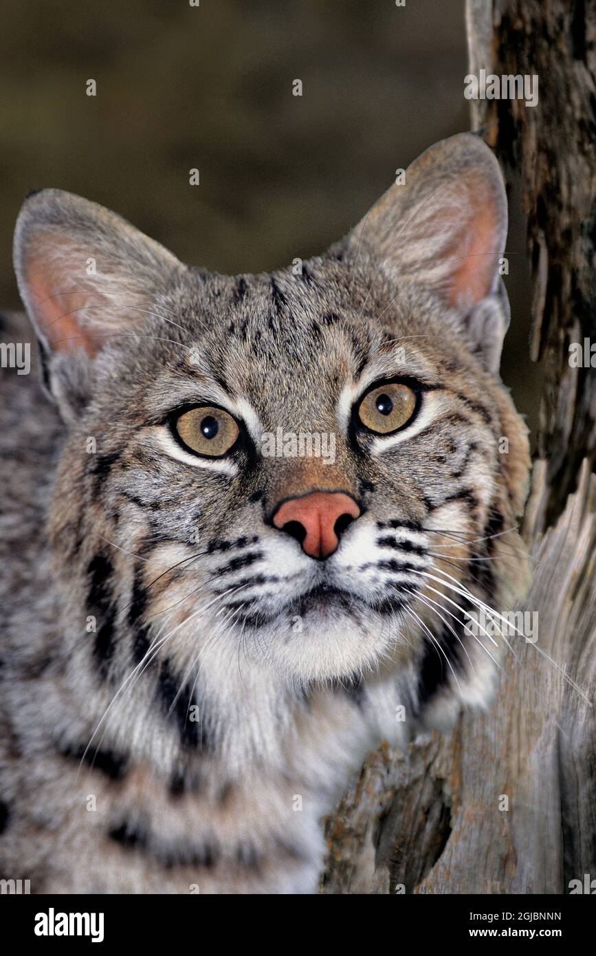 Bobcat facility hi-res stock photography and images - Alamy