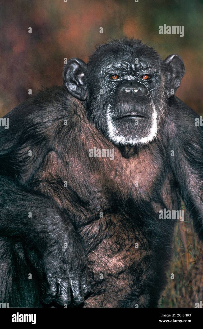 USA, California, Wildlife Waystation. Portrait of an adult chimpanzee ...