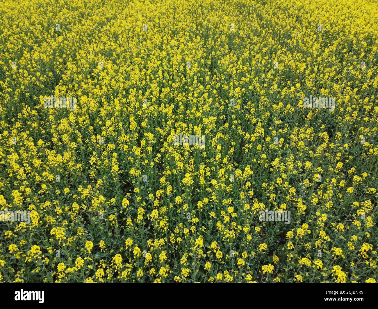 Rape seedlings on a farm field. Blooming rapeseed, top view Stock Photo - Alamy
