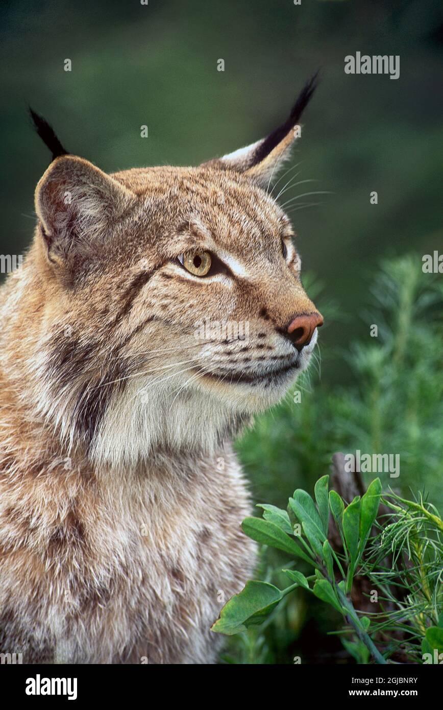 USA, California, Wildlife Waystation. Portrait of a captive Canadian ...