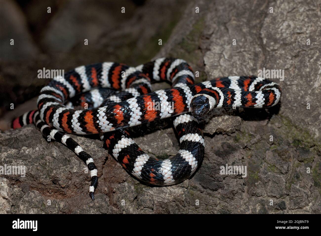 Snow King Snake